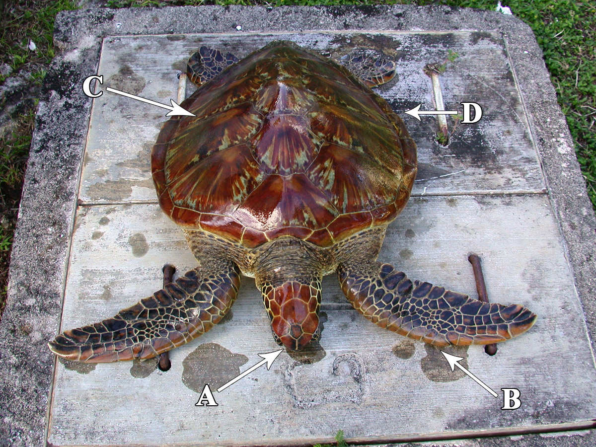 » Haggan: Green Sea Turtle