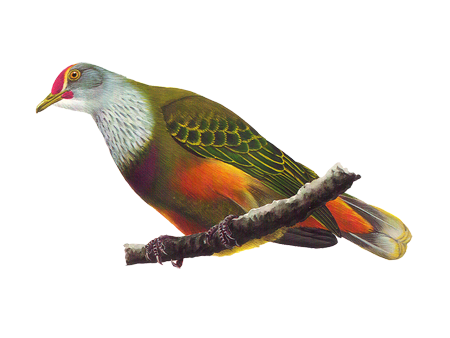 » Mariana Fruit Dove