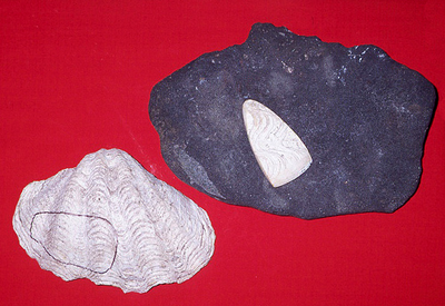 » Ancient Chamorro Tool Making